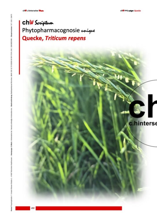 chW SE PPG unique: Quecke, Triticum repens – C. Hinterseher Wissen