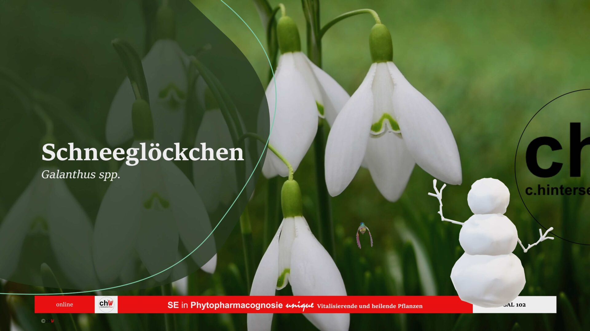 chW SE in Phytopharmacognosie unique – SAL 101 Berufkraut, Erigeron ...